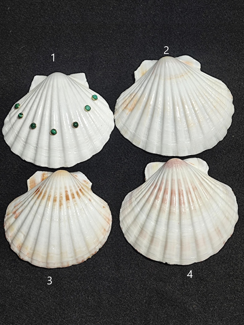 Extra Large Scallop Seashell, Irish Baking Shell, Decor & Crafts - Etsy