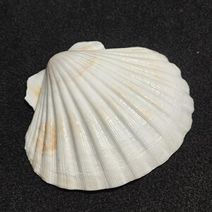 Extra Large Scallop Seashell, Irish Baking Shell, Decor & Crafts - Etsy