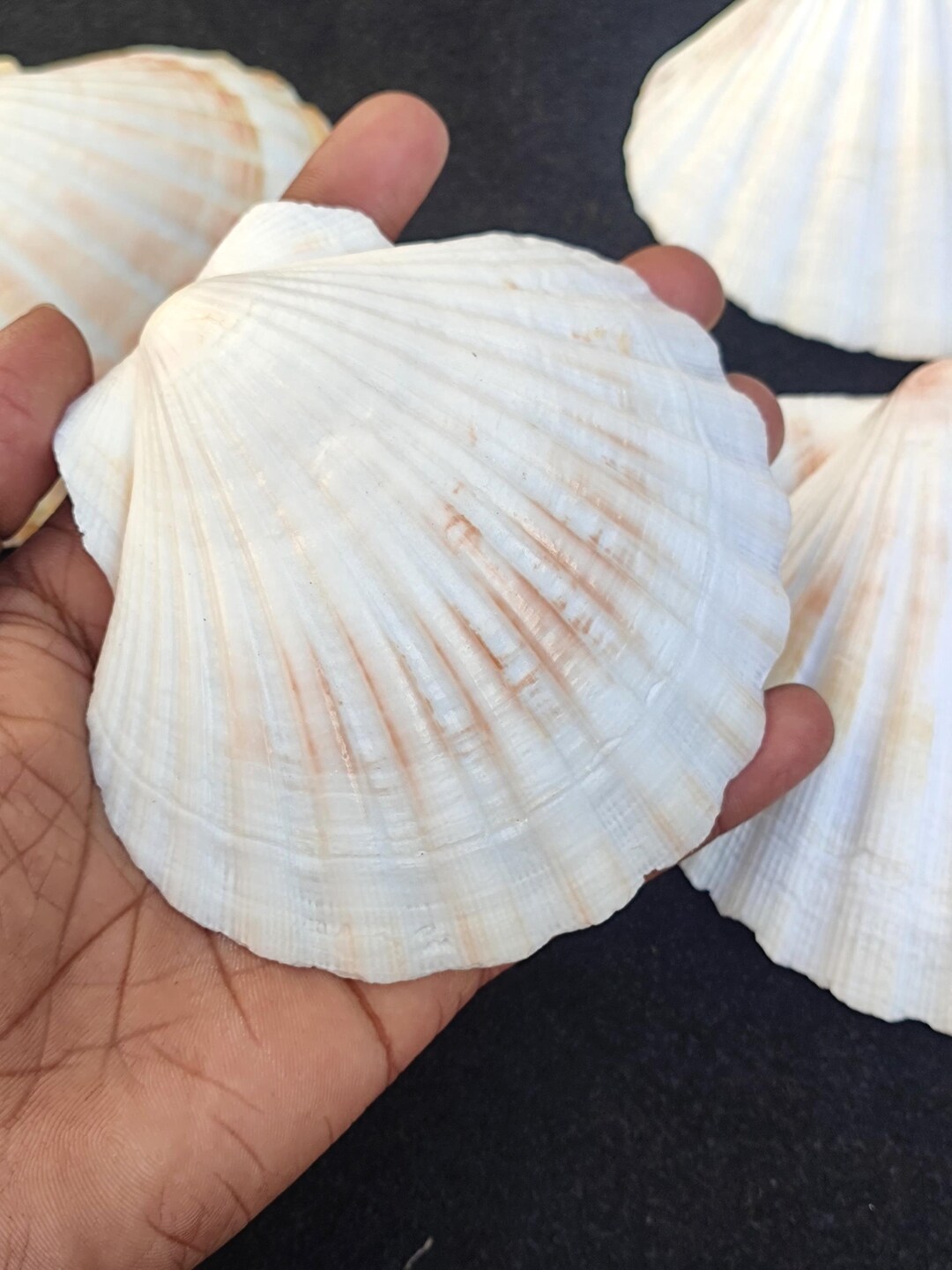 1 Extra Large Real Scallop Seashell Irish Baking Scallop Shells Pecten ...