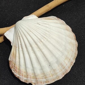Extra Large Real Scallop Seashell, Irish Baking Shell for Decor and ...