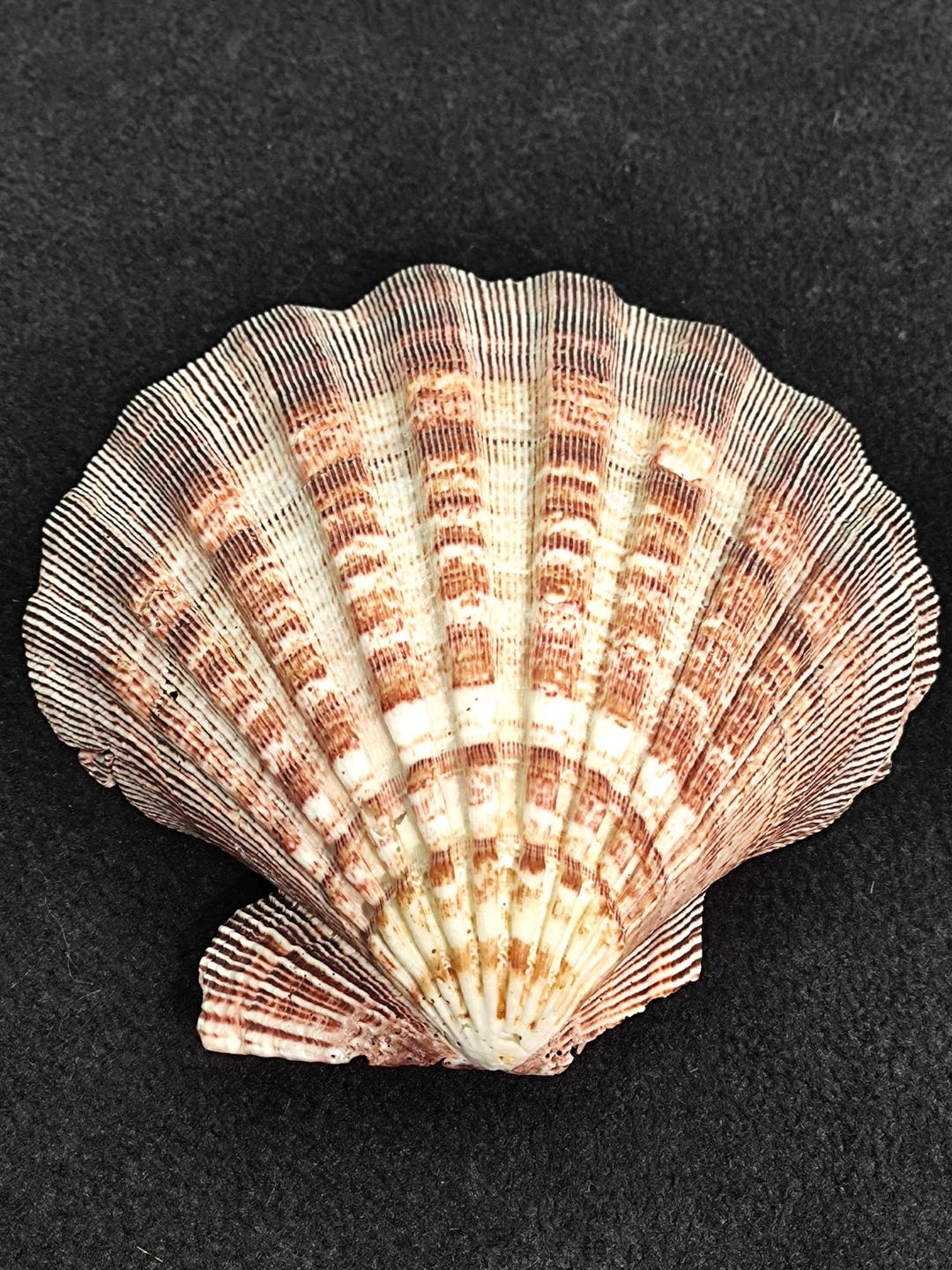 Extra Large Lion's Paw Shell Real Scallop Seashell Irish Baking Shells ...