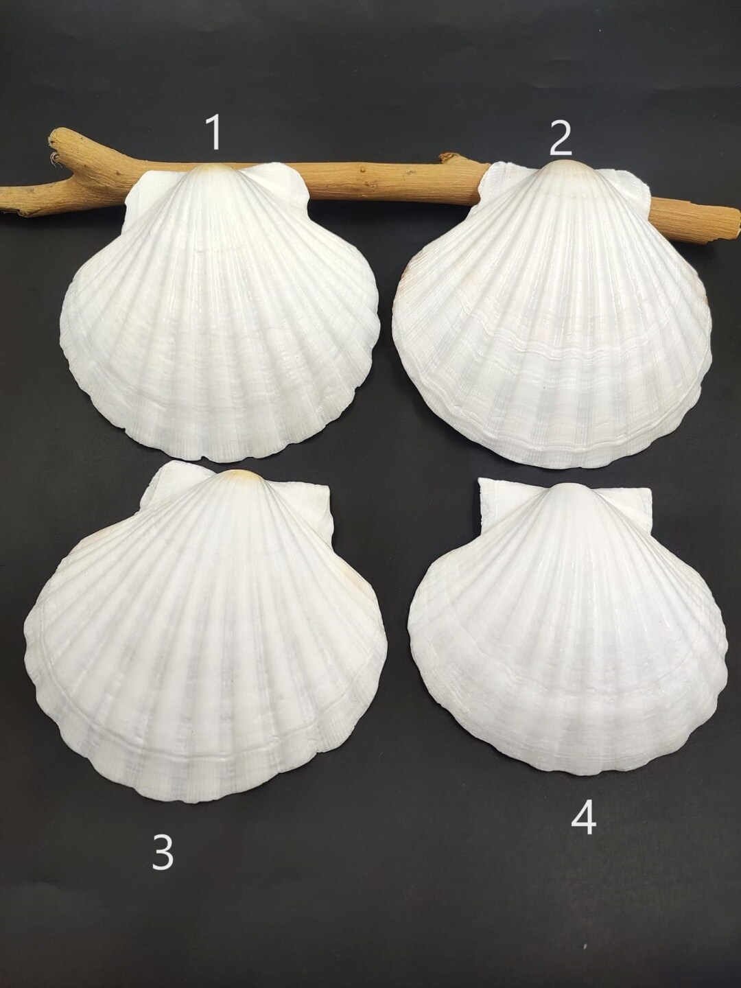 1 Extra Large Real Scallop Seashell Irish Baking Scallop Shells Pecten ...