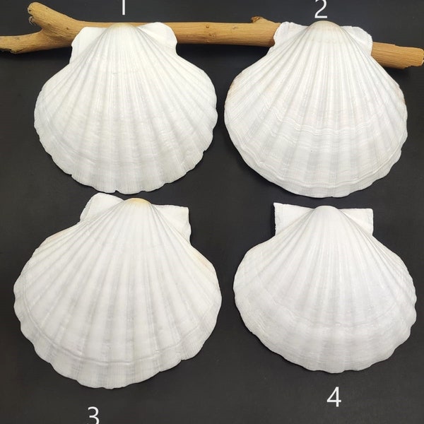 Scallop Shell - Etsy