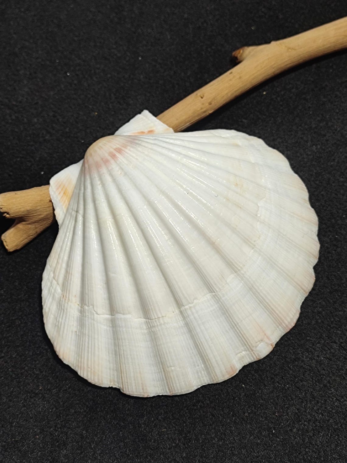 Extra Large Real Scallop Seashell, Irish Baking Shell for Decor and ...