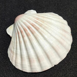 Extra Large Scallop Seashell, Irish Baking Shell, Decor & Crafts - Etsy
