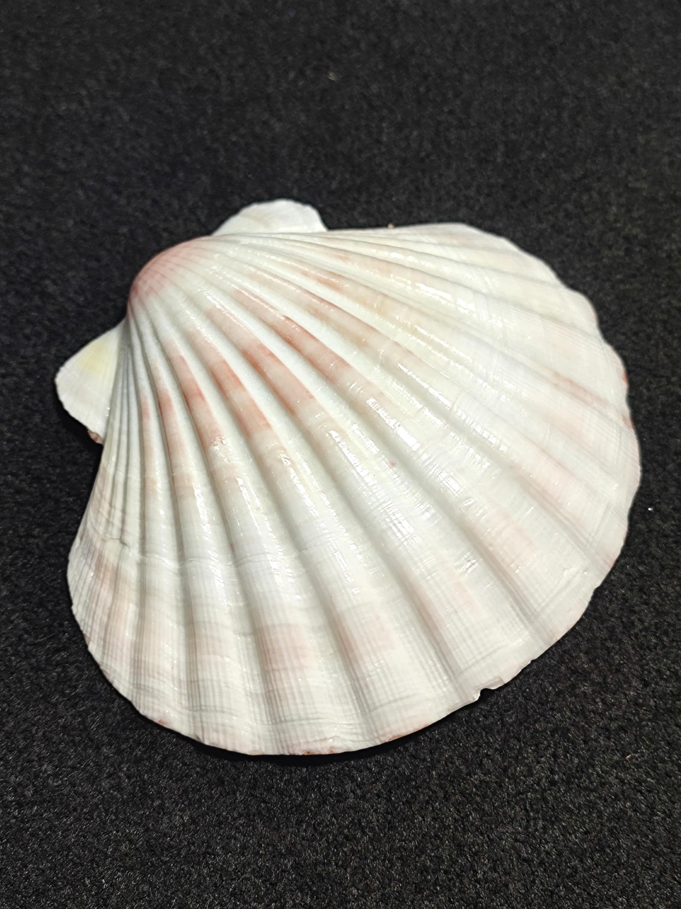 Extra Large Scallop Seashell, Irish Baking Shell, Decor & Crafts - Etsy
