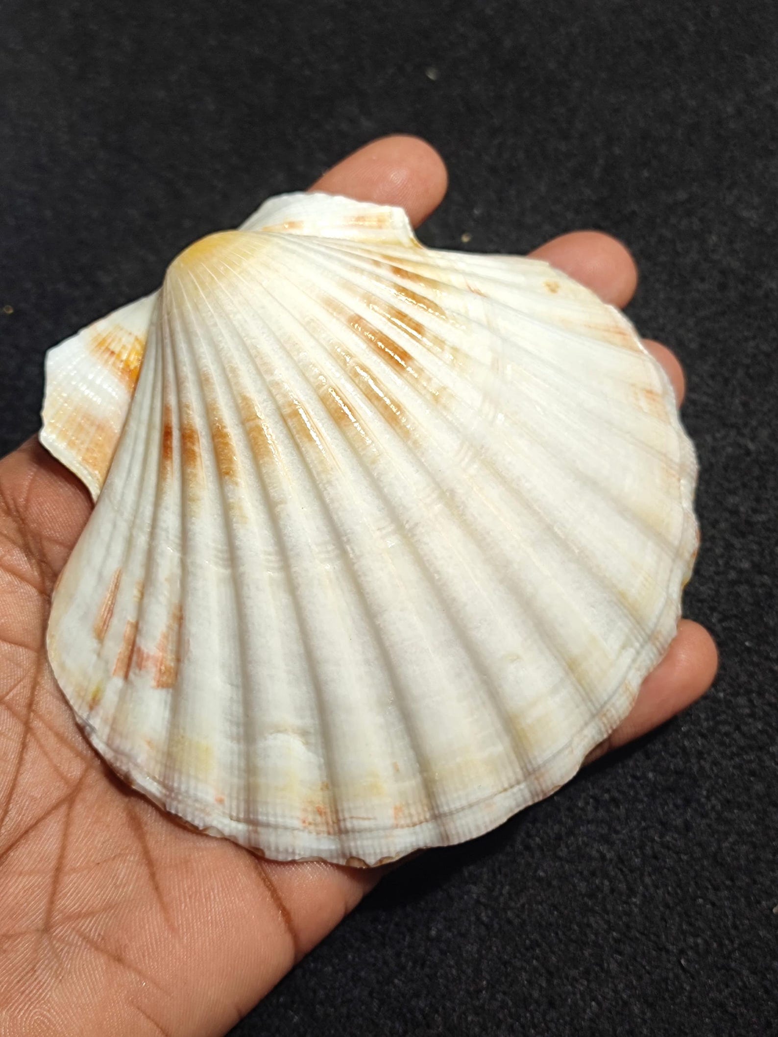 Extra Large Scallop Seashell, Irish Baking Shell, Decor & Crafts - Etsy