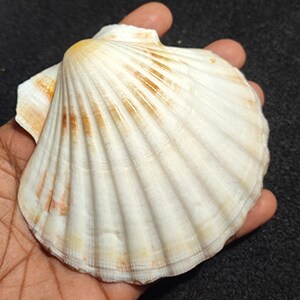 Extra Large Scallop Seashell, Irish Baking Shell, Decor & Crafts - Etsy