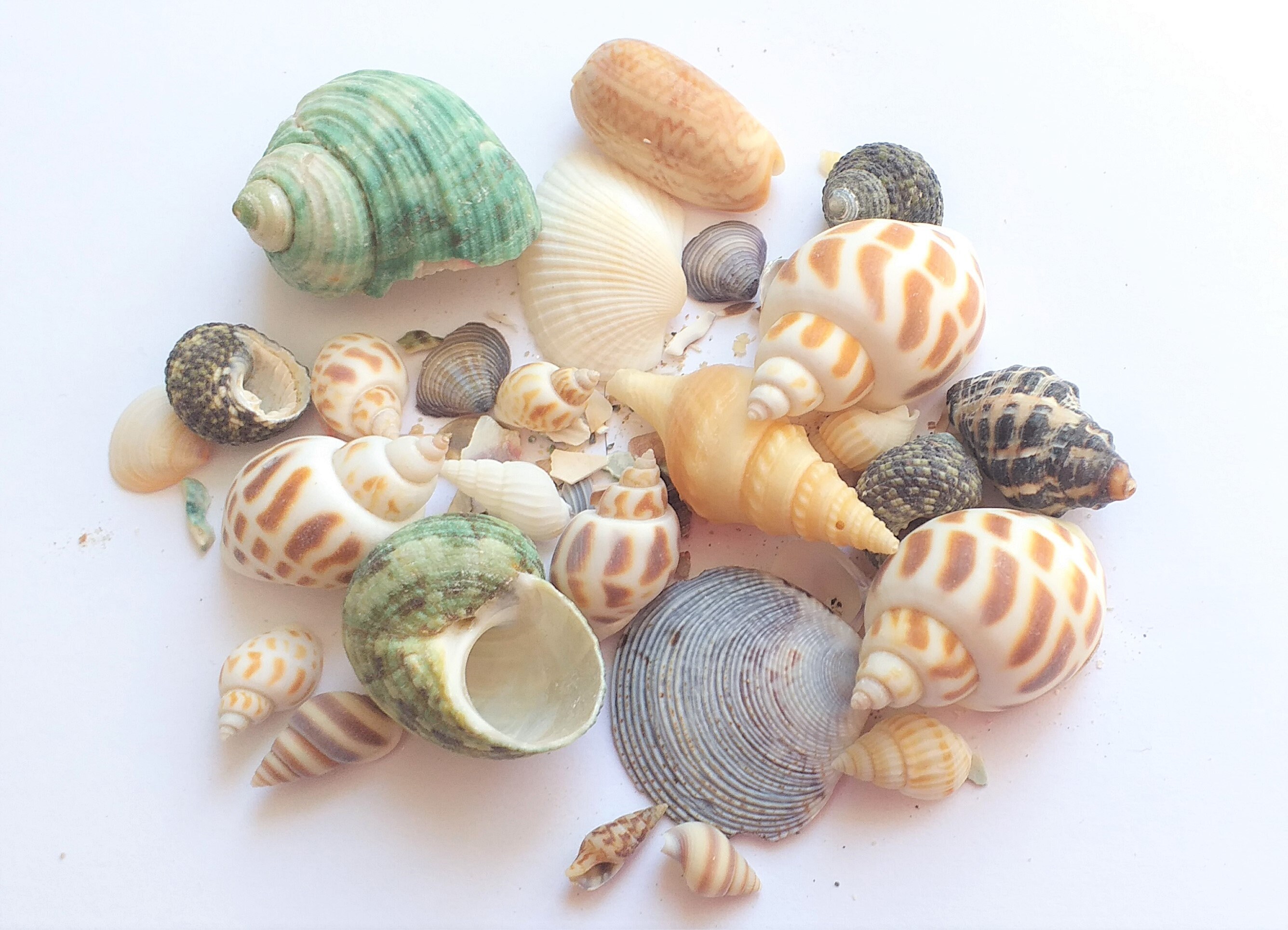 Pack of real shells craft supplies resin supplies | Etsy