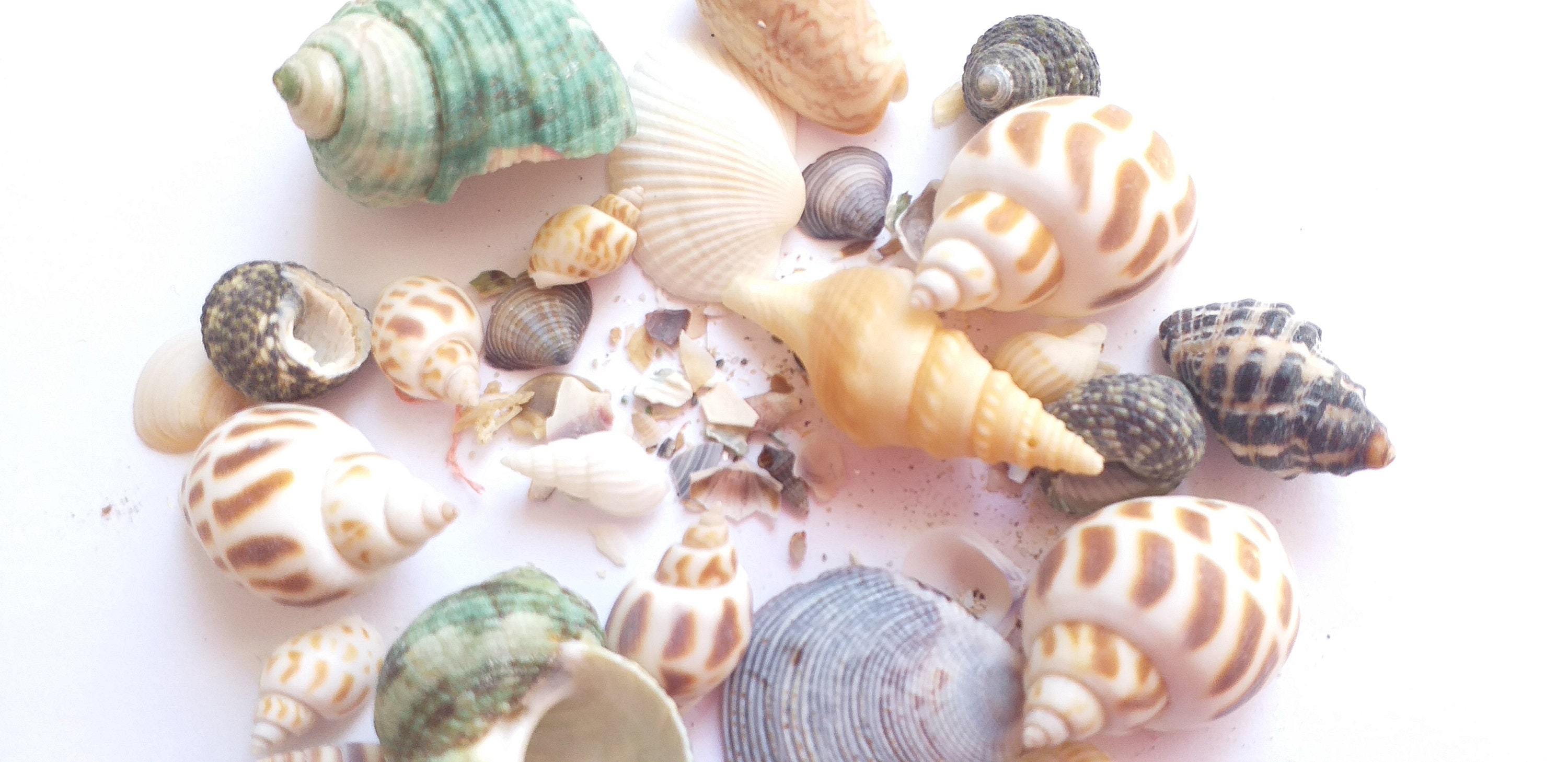 Pack of Real Shells Craft Supplies Resin Supplies - Etsy