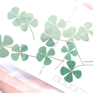 10pcs 4 Leaf Clover Dried Flowers for Resin Making, Jewellery, Making ...