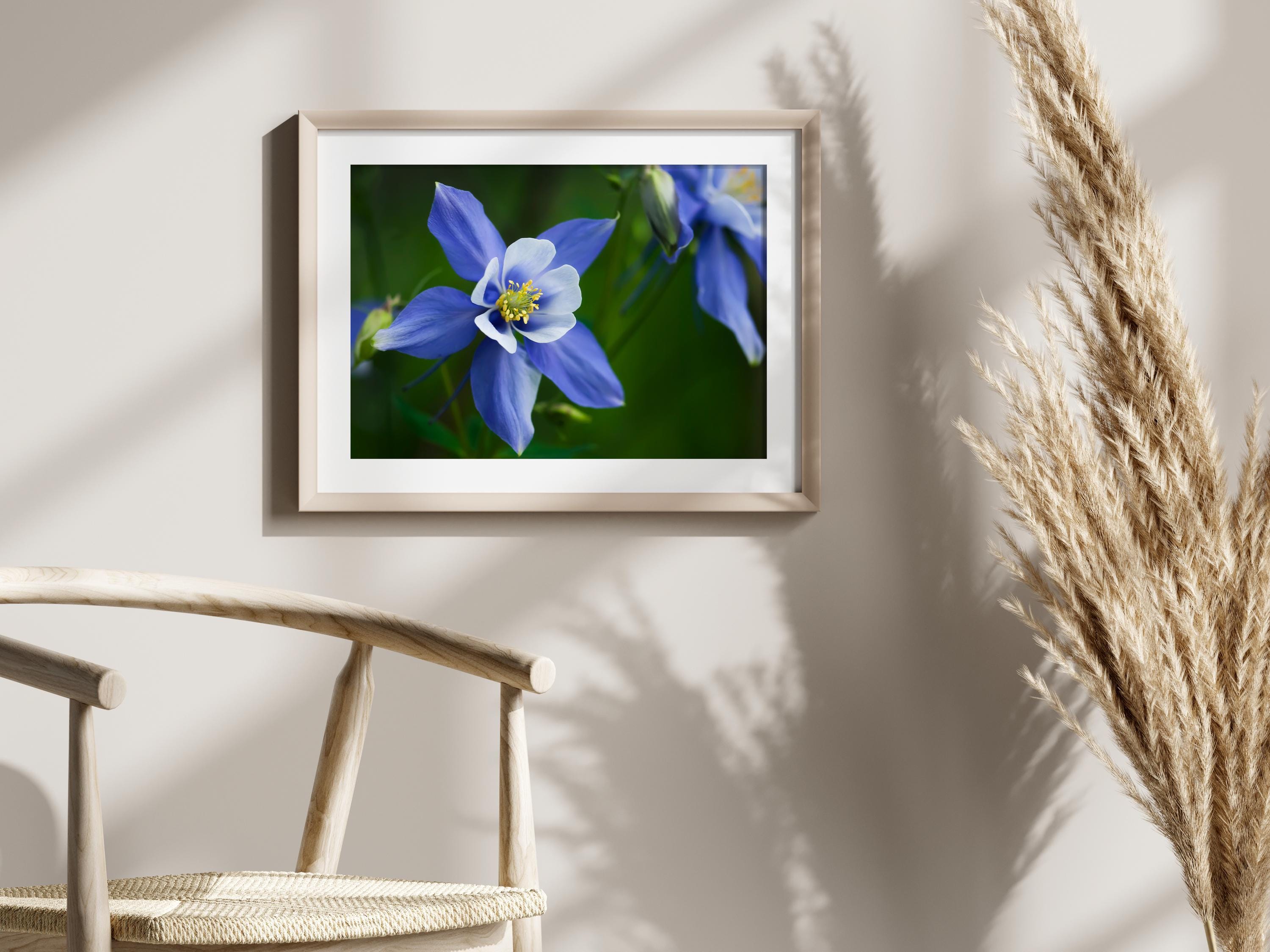 Blue Rocky Mountain Columbine Photo - 5x7, 8x10, or 11x14 Inch Fine Art ...