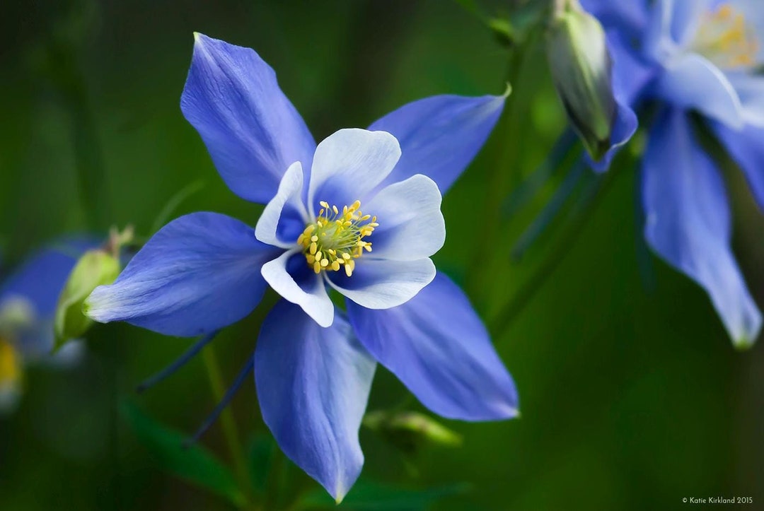 Blue Rocky Mountain Columbine Photo - 5x7, 8x10, or 11x14 Inch Fine Art ...