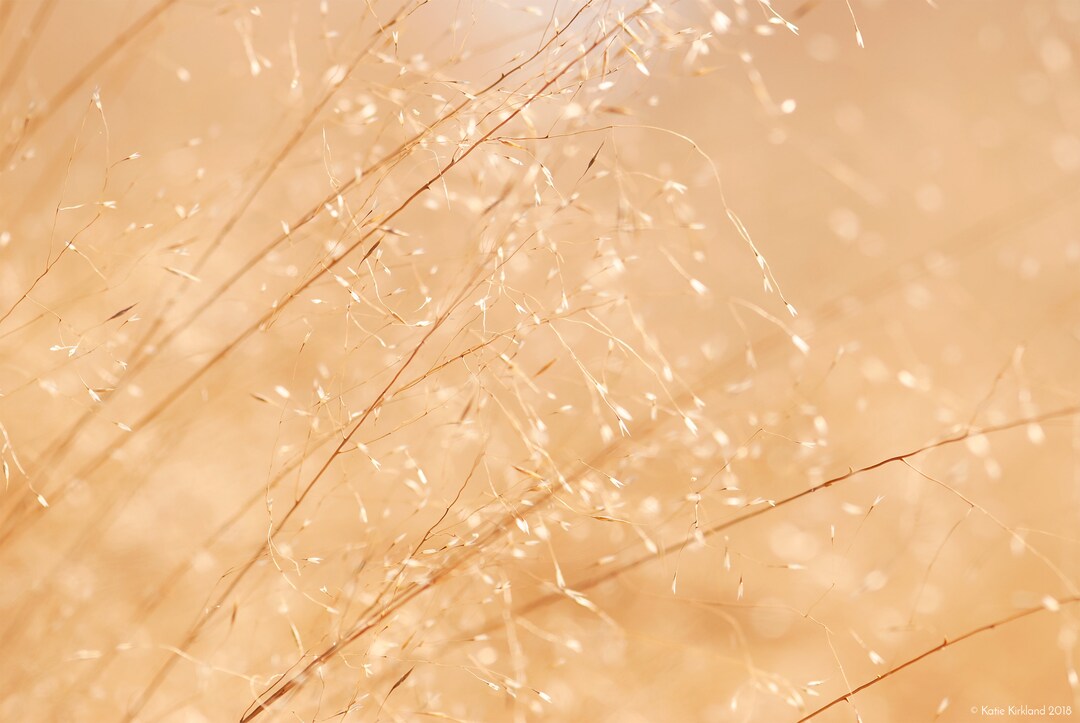 Abstract Grass Nature Fine Art Photography | 5x7, 8x10, or 11x14 Inch ...