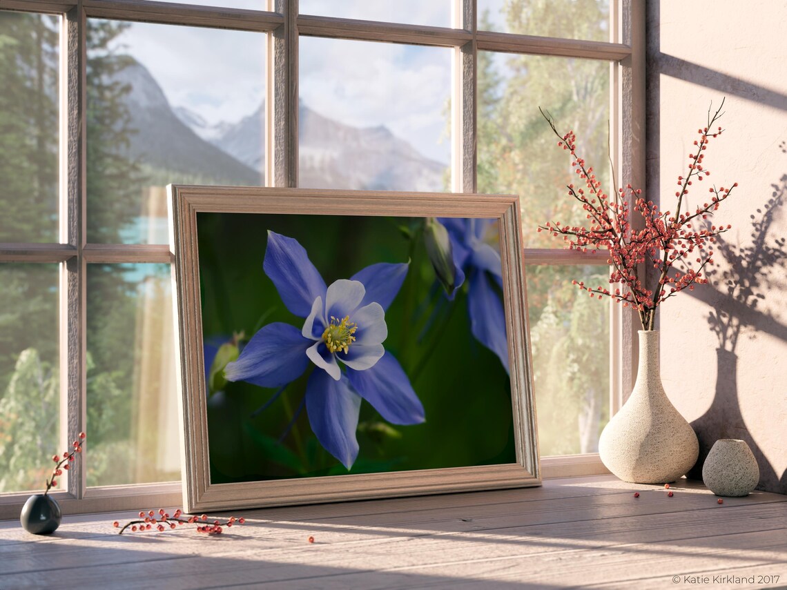Blue Rocky Mountain Columbine Photo - 5x7, 8x10, or 11x14 Inch Fine Art ...