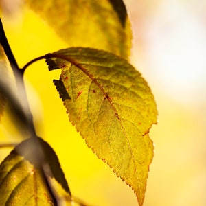 Yellow Fall Leaf Photographic Art Print - 5x7, 8x10, or 11x14 Inch ...