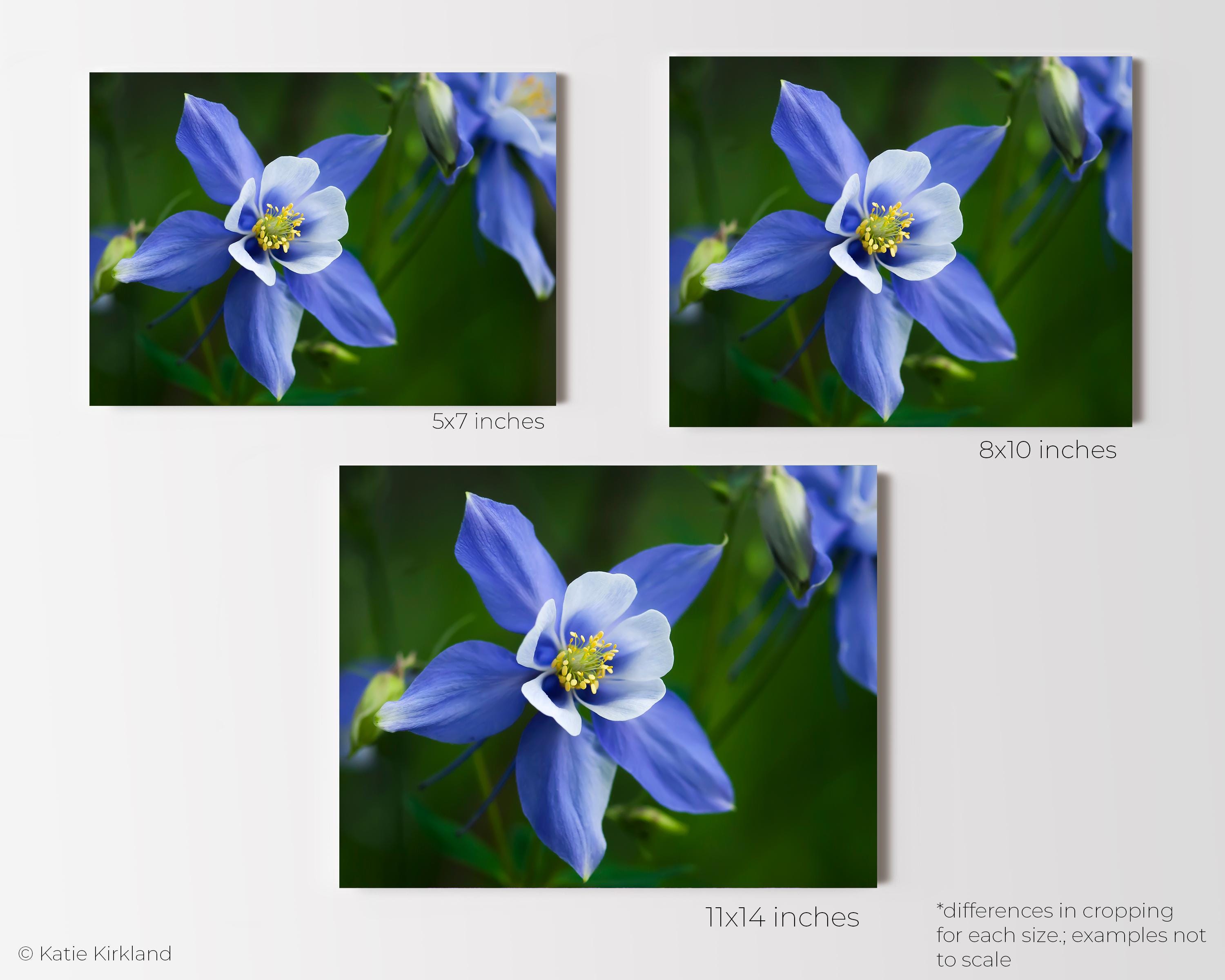 Blue Rocky Mountain Columbine Photo - 5x7, 8x10, or 11x14 Inch Fine Art ...