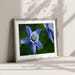 Blue Rocky Mountain Columbine Photo - 5x7, 8x10, or 11x14 Inch Fine Art ...