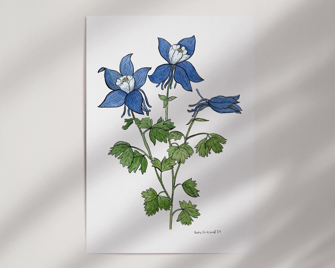 Rocky Mountain Columbines Gouche and Ink Illustration - 5x7, 8x10, or ...