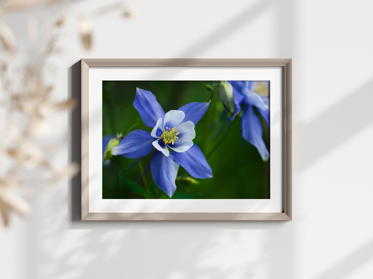 Blue Rocky Mountain Columbine Photo - 5x7, 8x10, or 11x14 Inch Fine Art ...