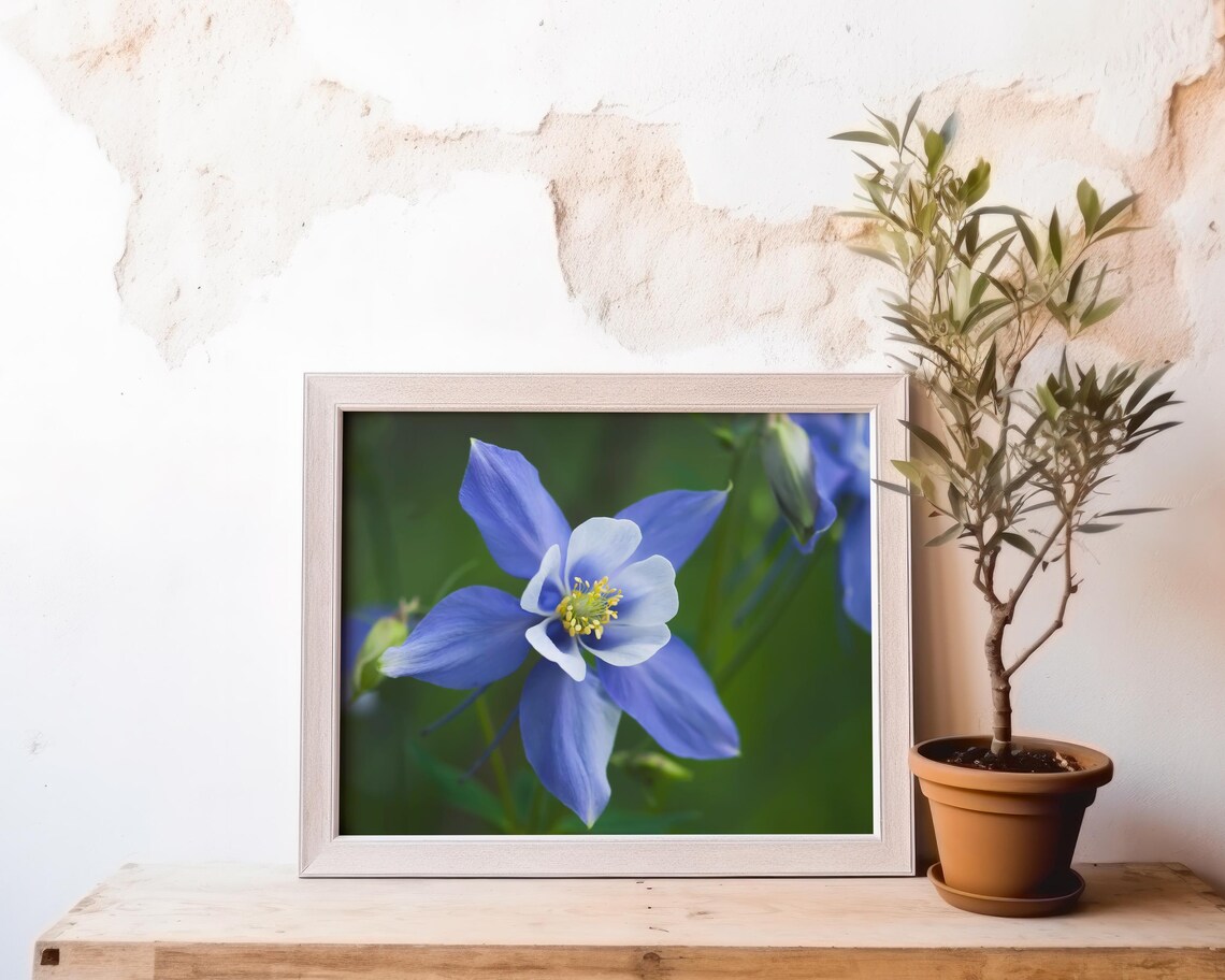 Blue Rocky Mountain Columbine Photo - 5x7, 8x10, or 11x14 Inch Fine Art ...