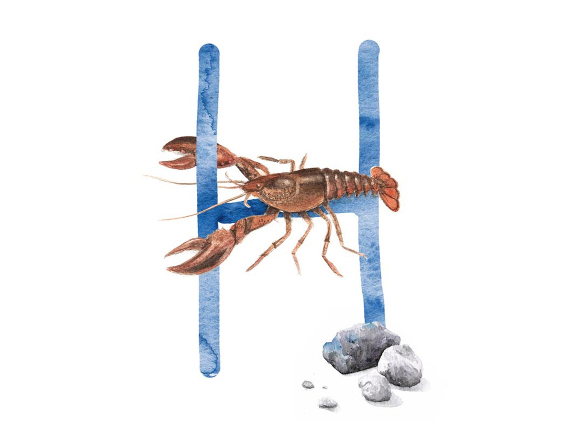 ABC Card H Like Lobster, Letters ABC, ABC Cards - Etsy