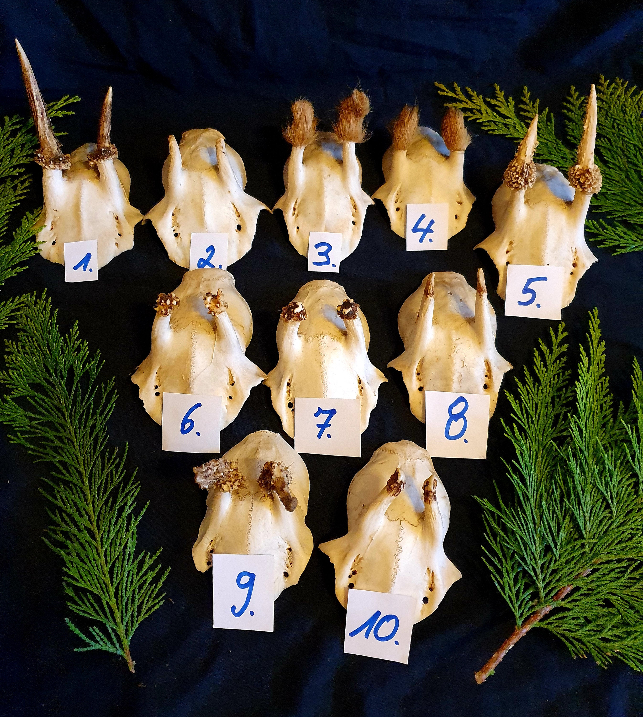 Abnormal Deer Antlers Altar Wicca Magic - Etsy