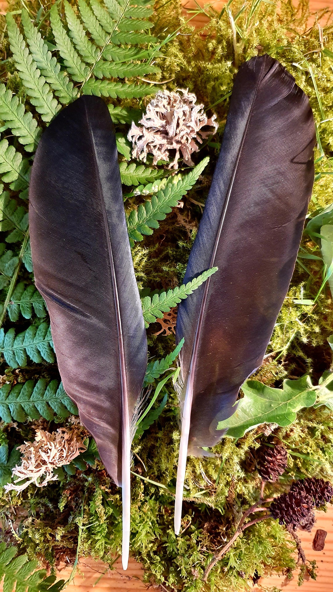 Raven Feathers, Magic, Witchcraft, Traditional Witchcraft - Etsy