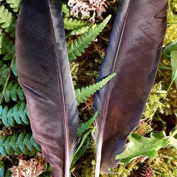 Raven Feathers - Etsy