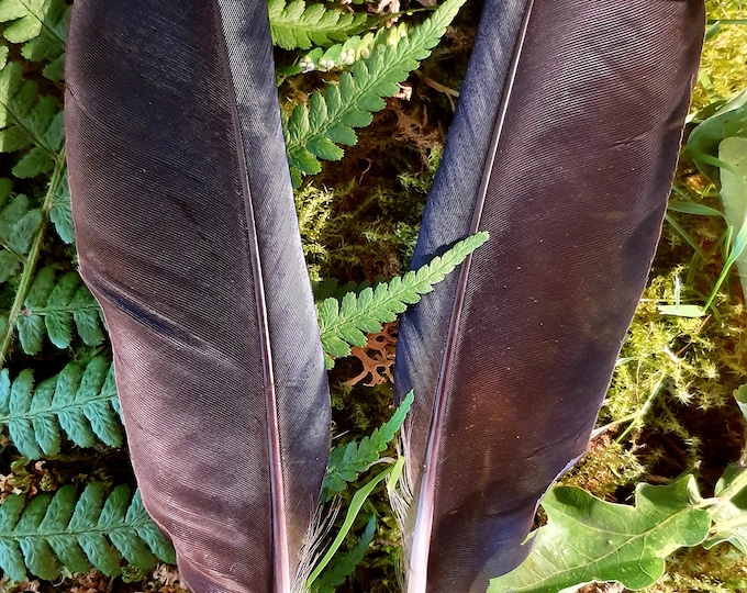 Black Crow Wing Feathers - Etsy