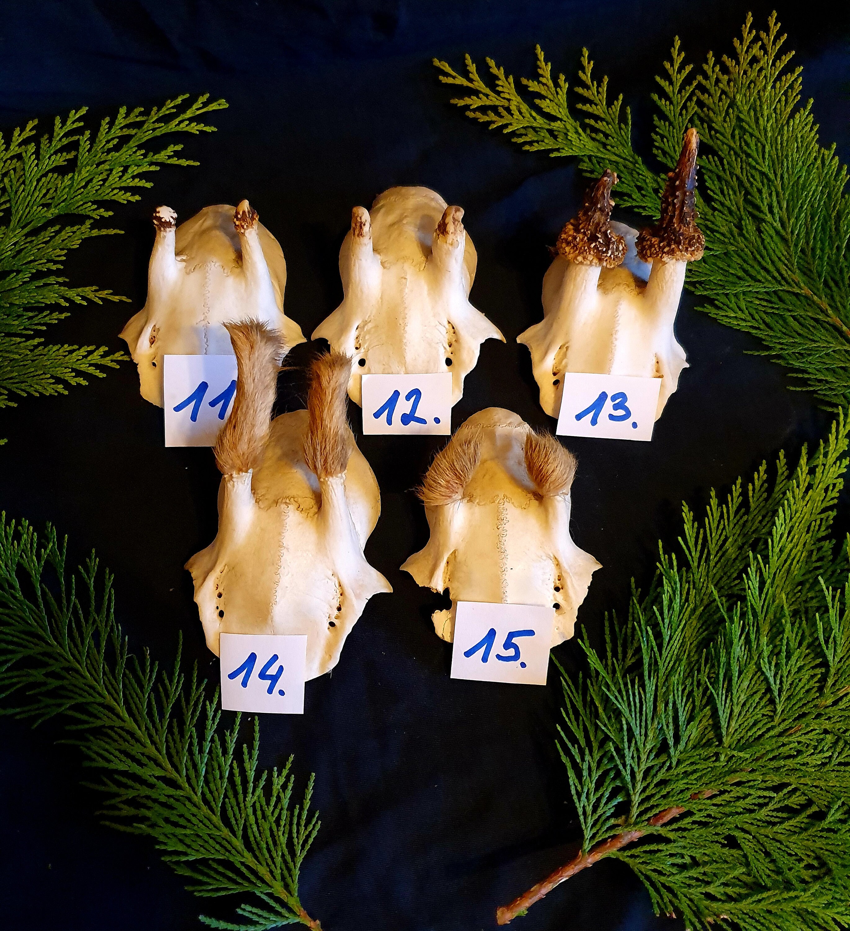 Abnormal Deer Antlers, Altar, Wicca, Magic - Etsy