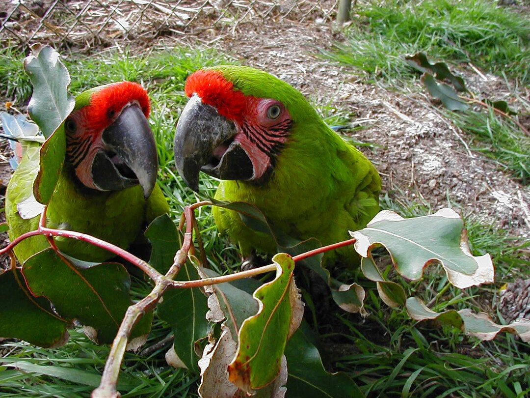 1 Pound Combo Pack, Branches and Leaves, Organic Eucalyptus Sugar Bear ...