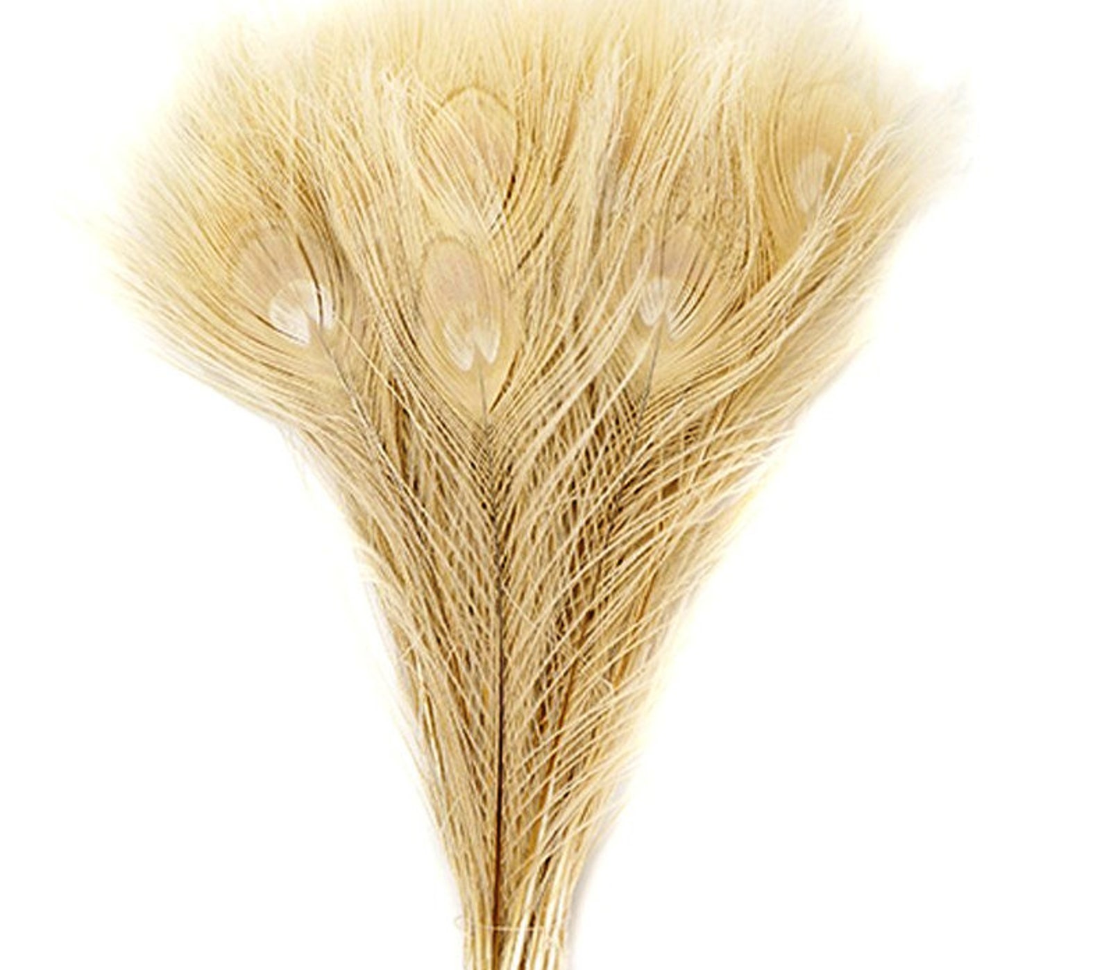 BLEACHED PEACOCK Tail Feathers 35-40" in Many Colors for Halloween ...