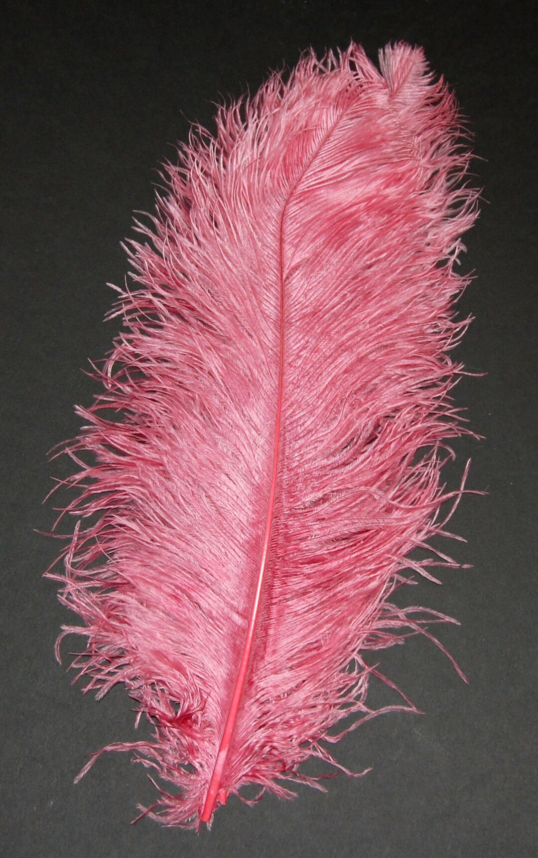 ROSE Ostrich Feather Plumes 18-23" for Halloween Costume Table ...