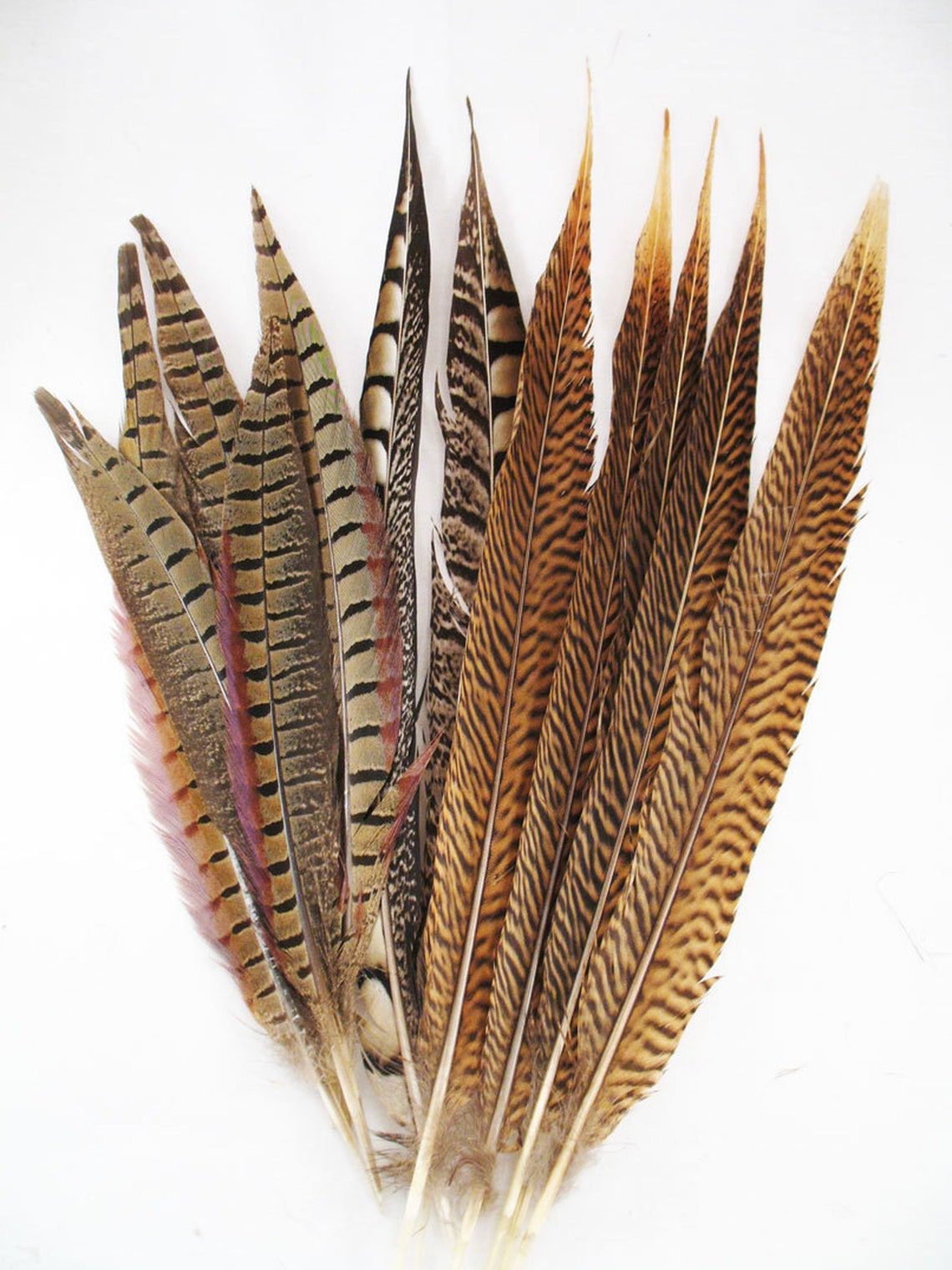 MIXED Natural Pheasant Feathers 1224 - Etsy