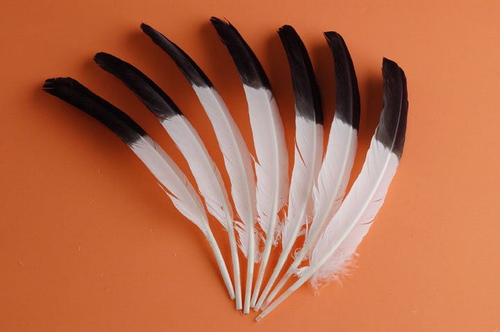 5 Pcs Turkey Quills White/black Tips Feathers - Etsy