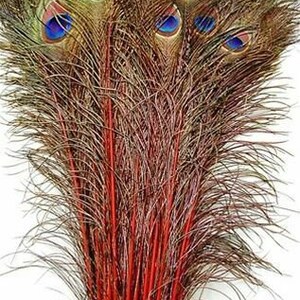 DYED PEACOCK Feathers 30-45" in Many Colors and Sizes for Wedding ...
