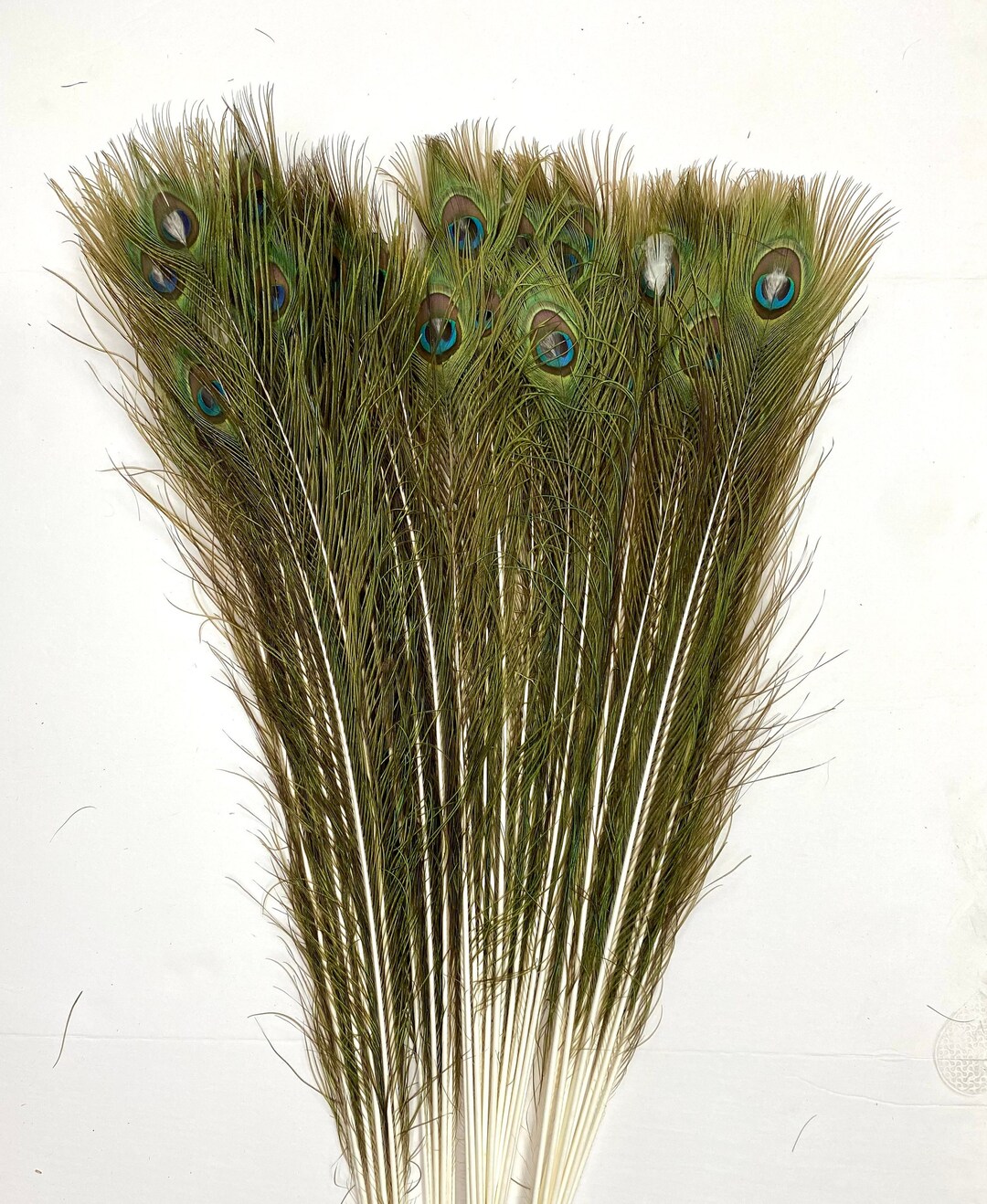 Natural WHITE Spotted Peacock Feathers 25''-50'' (not Bleached ...