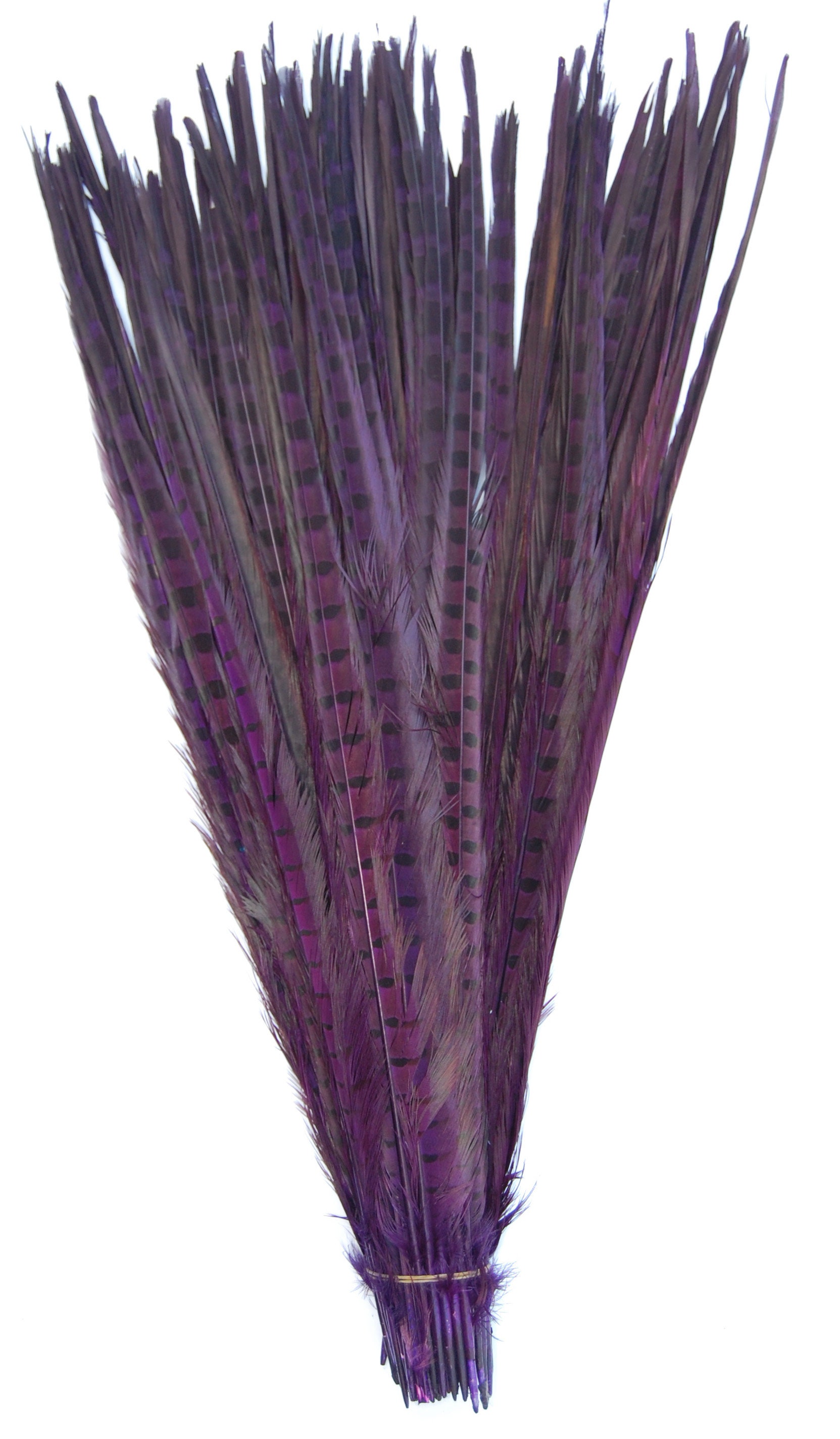 Dyed ENGLISH RINGNECK Pheasant Feathers 20-24" Many Colors for Hat ...