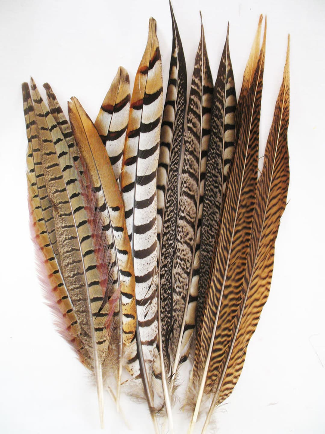 MIXED Natural Pheasant Feathers 12"-24" Ringneck/reeves/golden/amherst ...