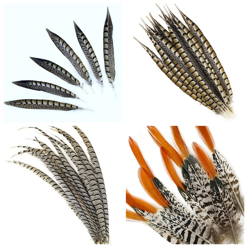 LADY AMHERST You Choose 4-50" Natural Pheasant Feathers Zebra Look Red ...