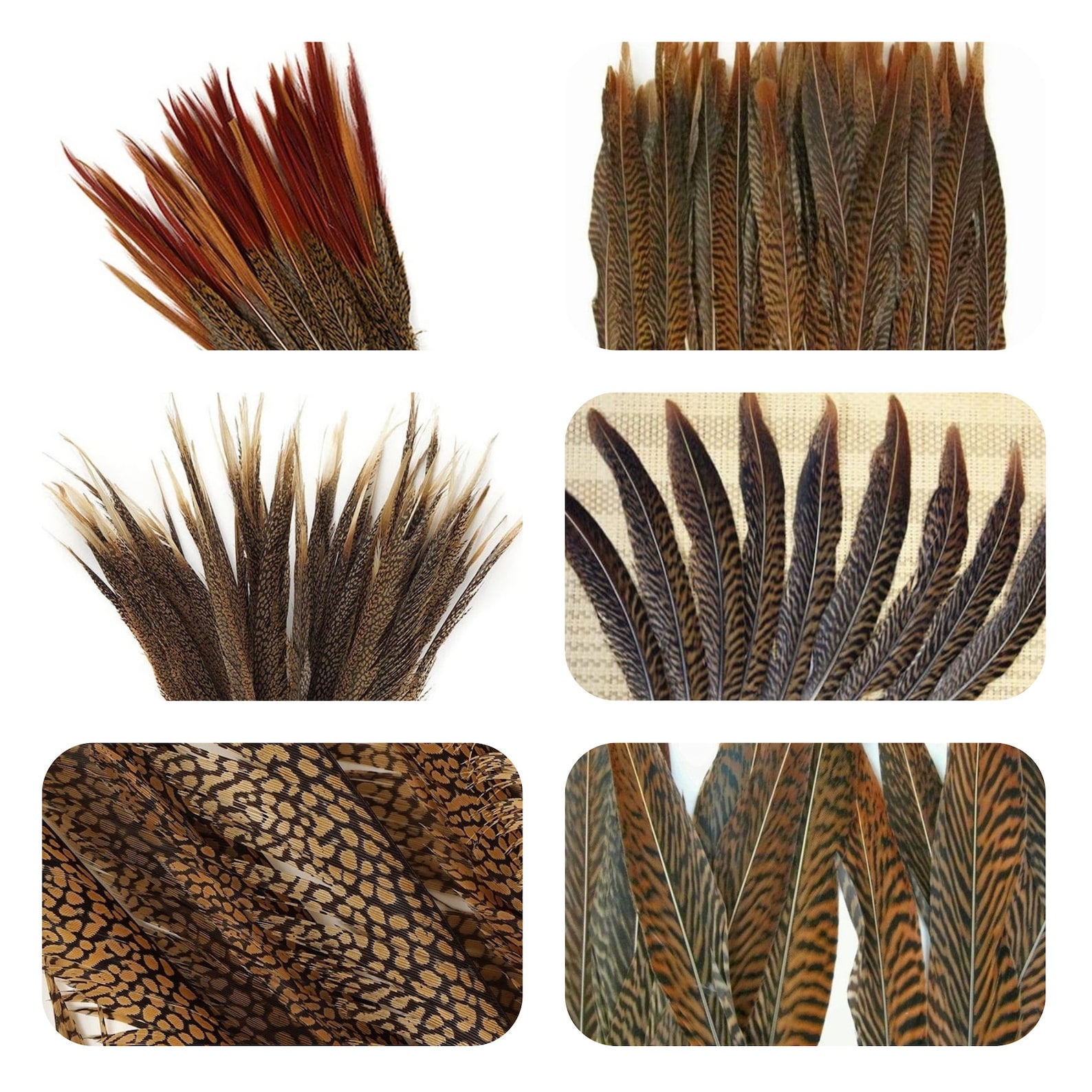 Natural GOLDEN PHEASANT Feathers 4-30 in Various Sizes | Etsy