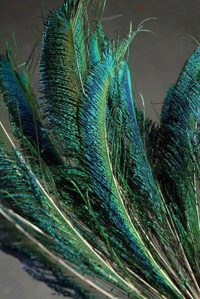 50 Pcs PEACOCK SWORDS Natural Feathers 30-35 in Length - Etsy