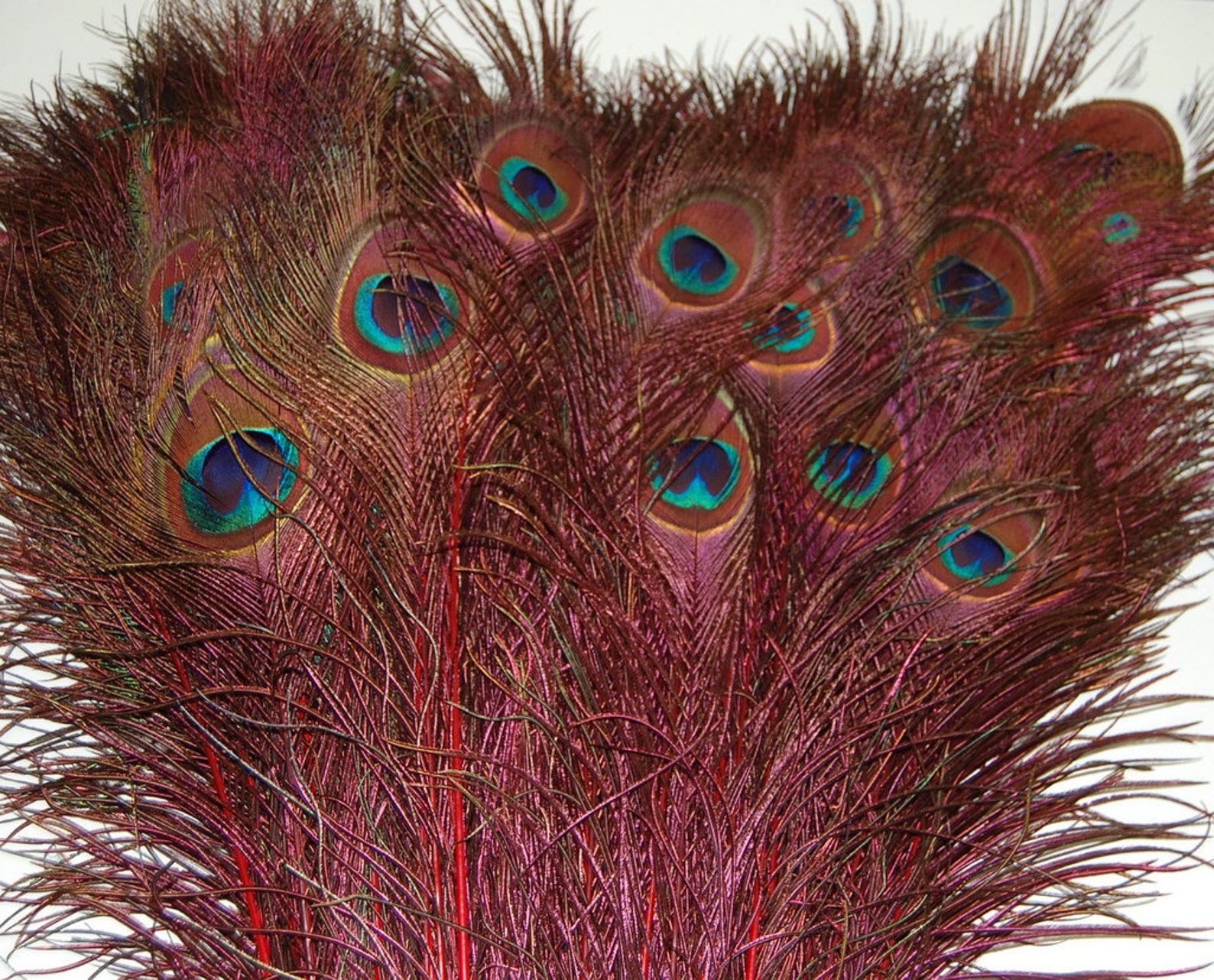 25 Pcs Dyed Peacock Feathers 4045 Bright Red Etsy