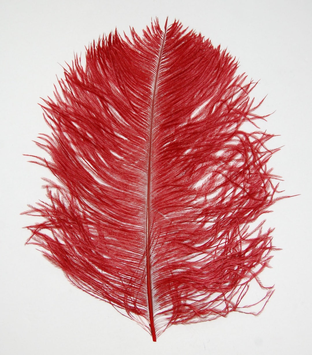 BLOOD RED Ostrich Feather Plumes 10"-18" for Centerpieces Craft Home ...
