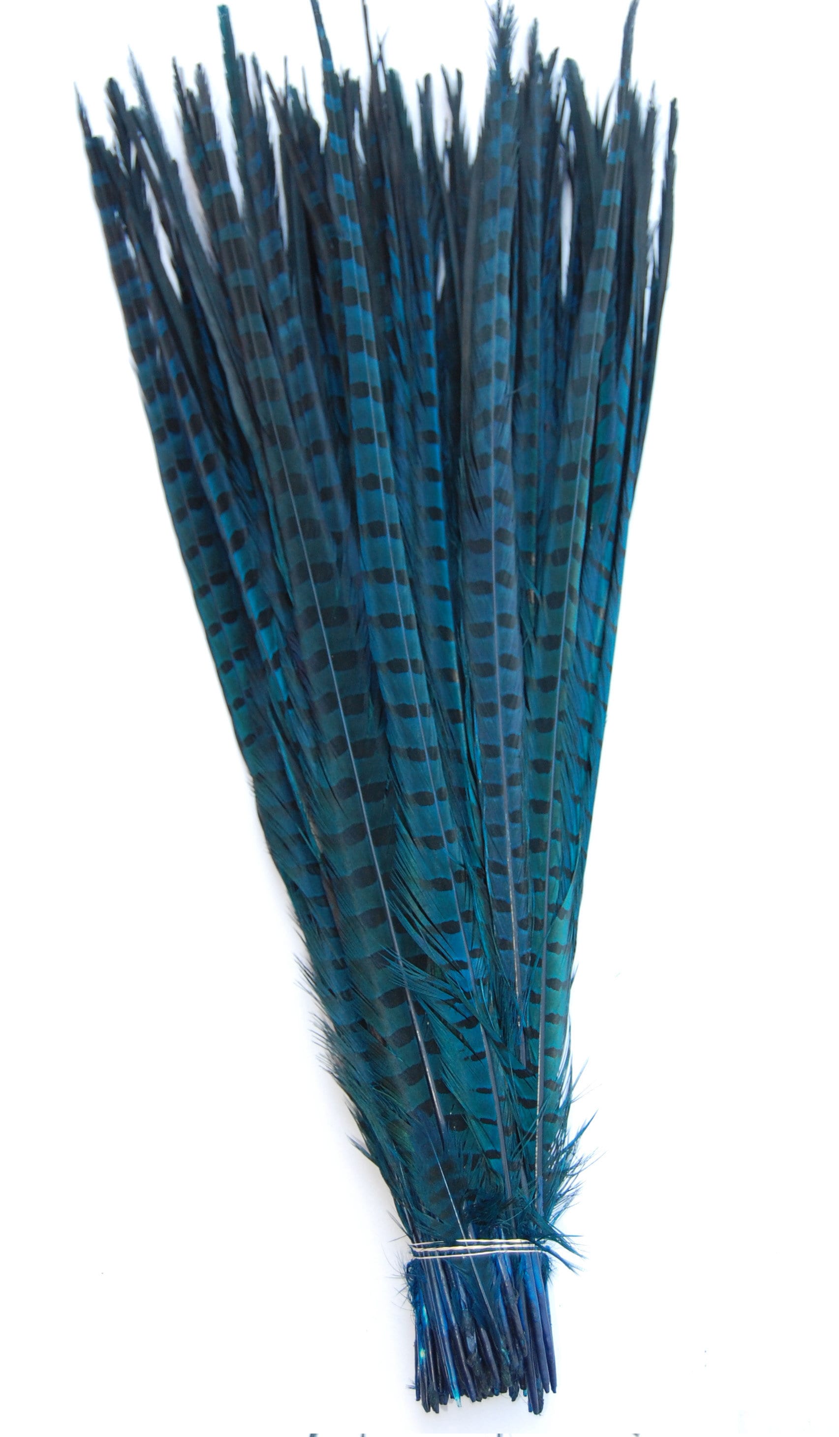 Dyed ENGLISH RINGNECK Pheasant Feathers 20-24" Many Colors for Hat ...