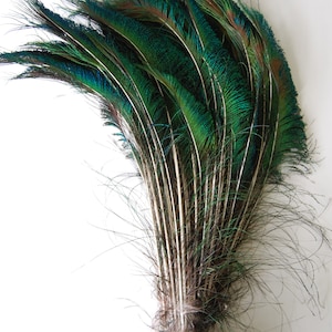 PEACOCK SWORDS Natural Feathers 10"-35" in Many Sizes for Halloween ...