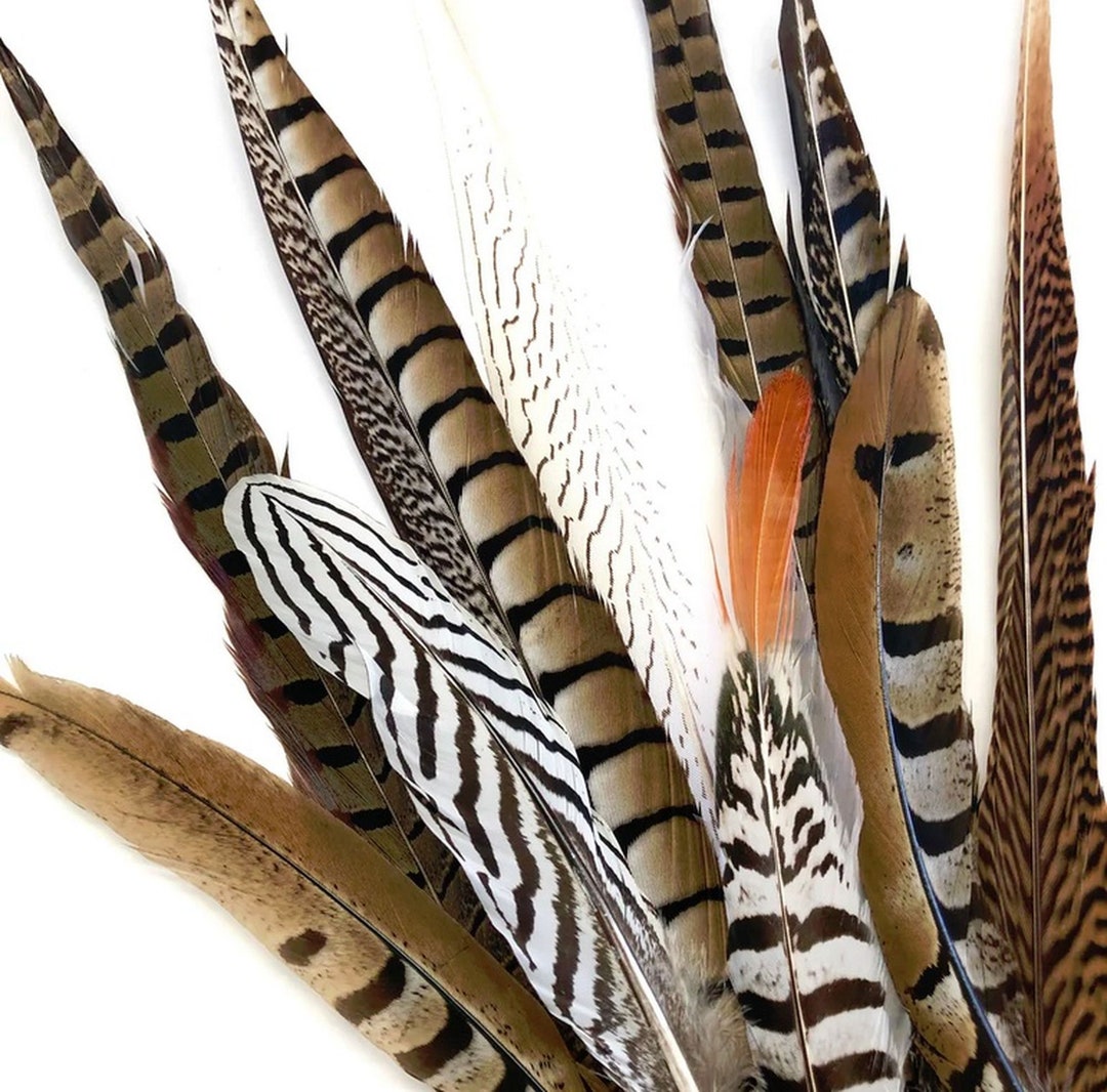 MIXED Natural Pheasant Feathers 4"-20" Ringneck/reeves/golden/amherst ...