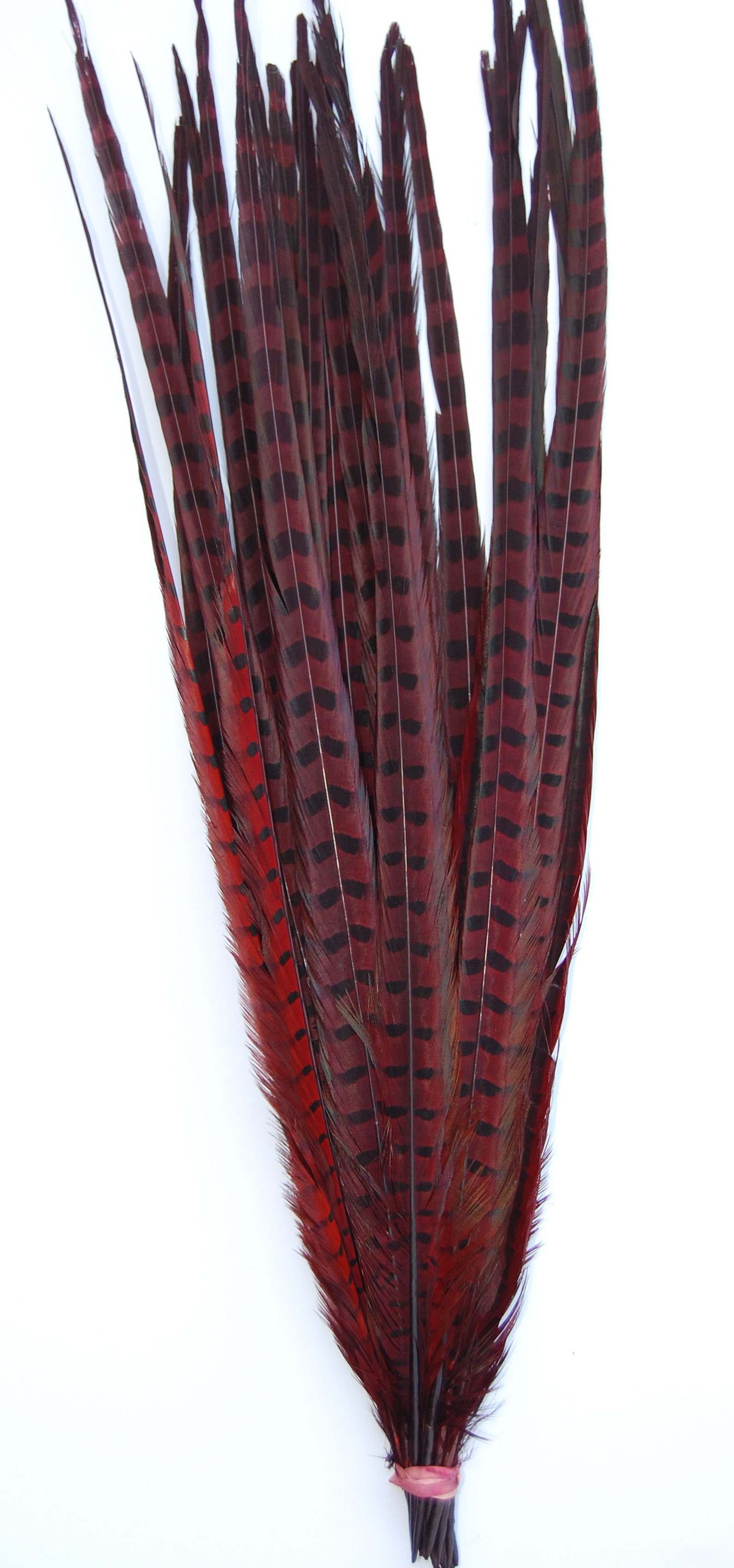 Dyed ENGLISH RINGNECK Pheasant Feathers 20-24 Many Colors for Hat ...