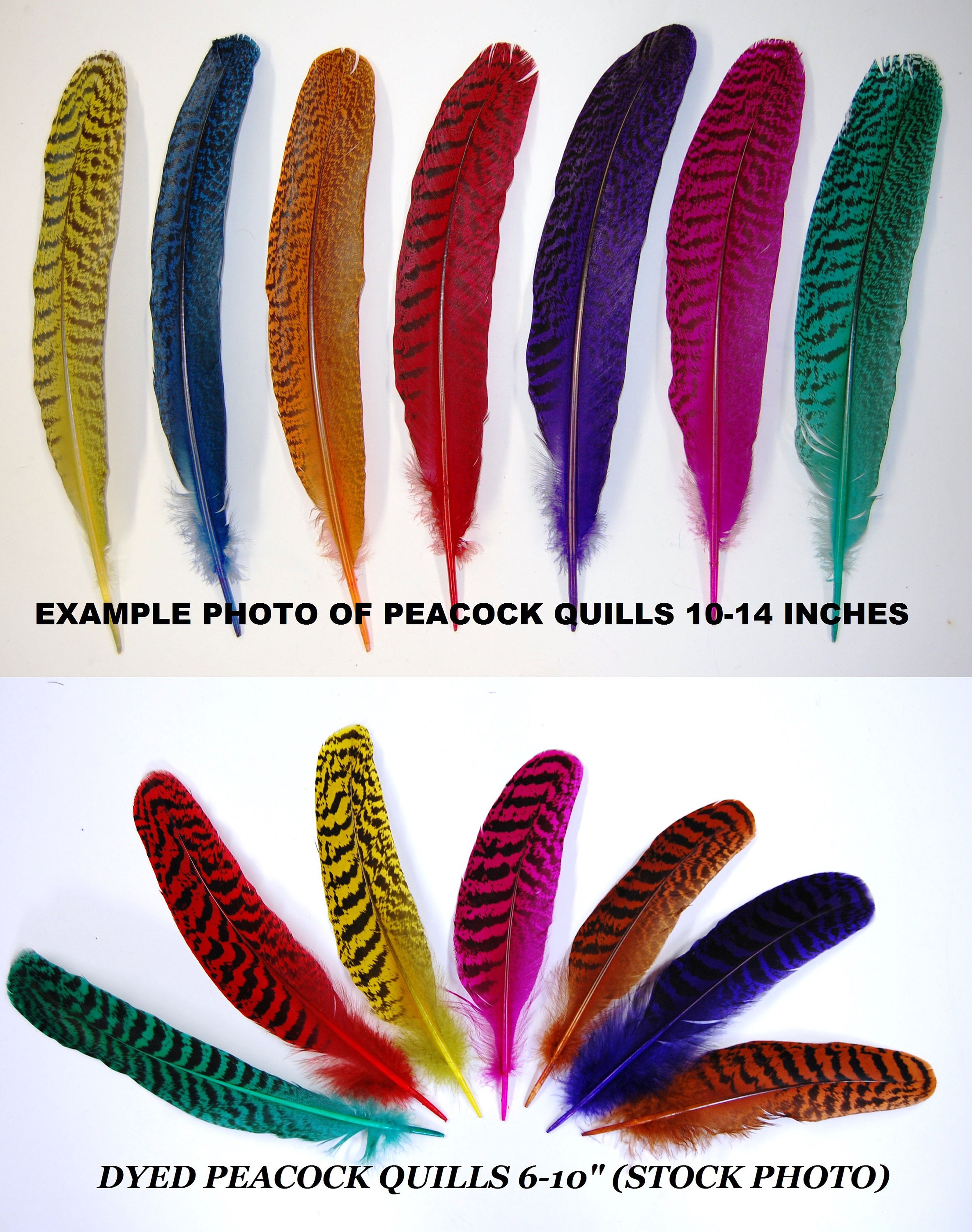 Dyed PEACOCK QUILLS 6-14" Various Colors and Sizes for Craft Halloween ...